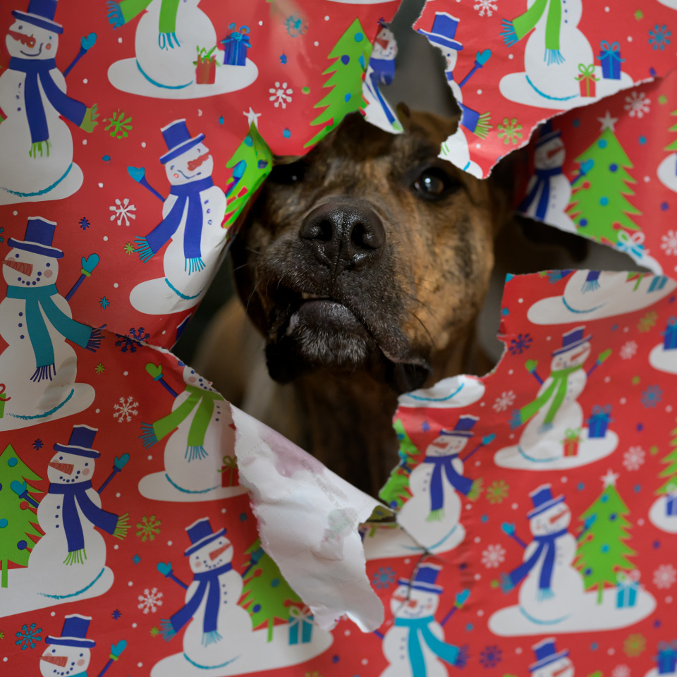 Hilarity | dbifulco | Blipfoto