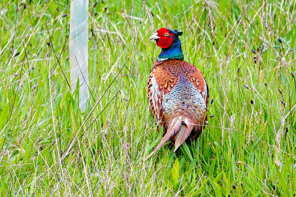 Pheasant Day | BobsBlips | Blipfoto