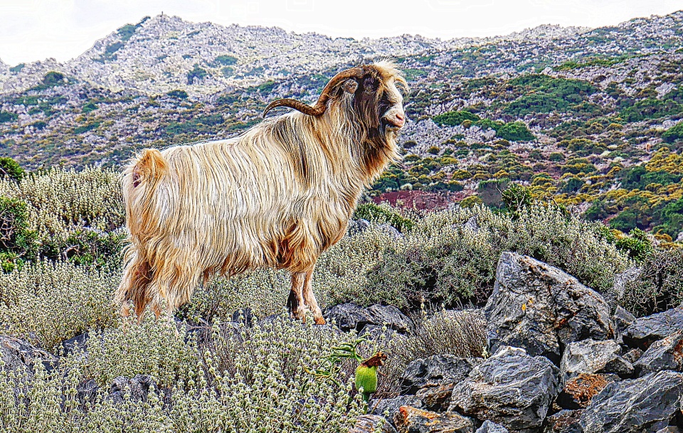 King Goat | BobsBlips | Blipfoto