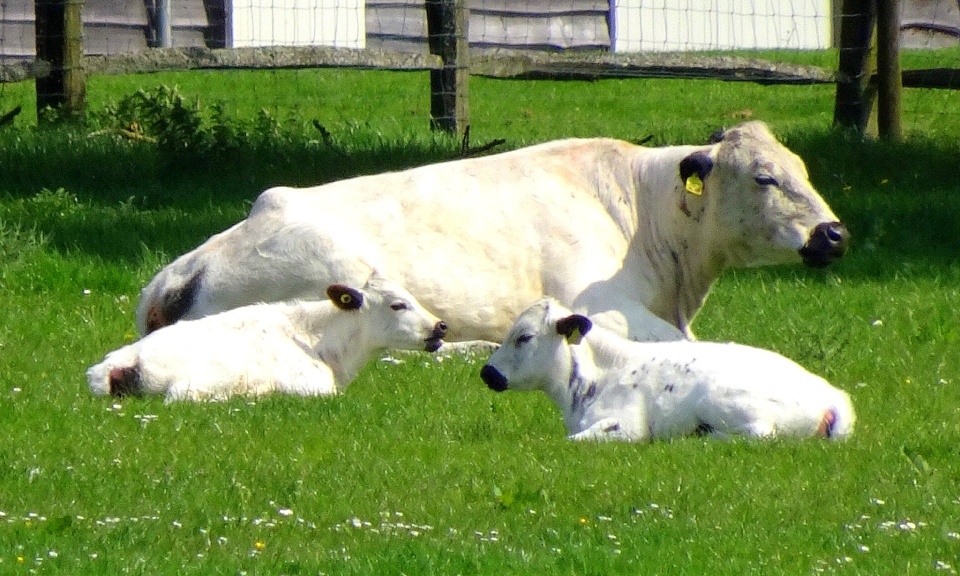 Vaynol cow and calves | Alichap21 | Blipfoto