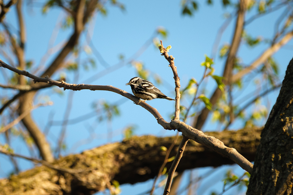 Mono Bird | MikeWest | Blipfoto