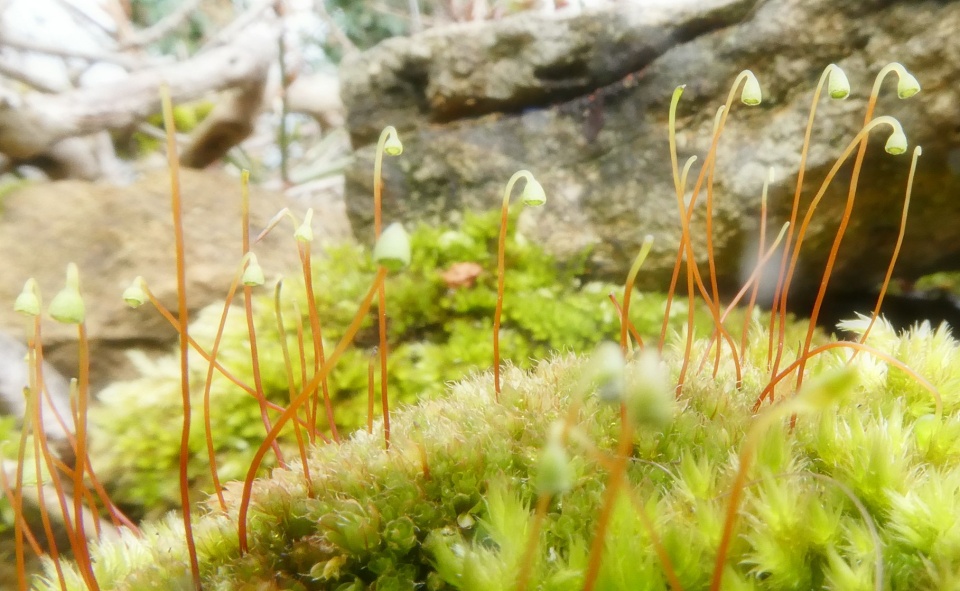 Fast buck | Melisseus | Blipfoto