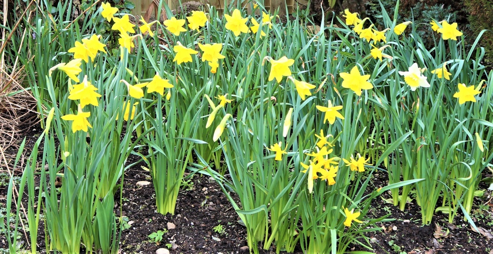 Daffodil display | GRussell | Blipfoto