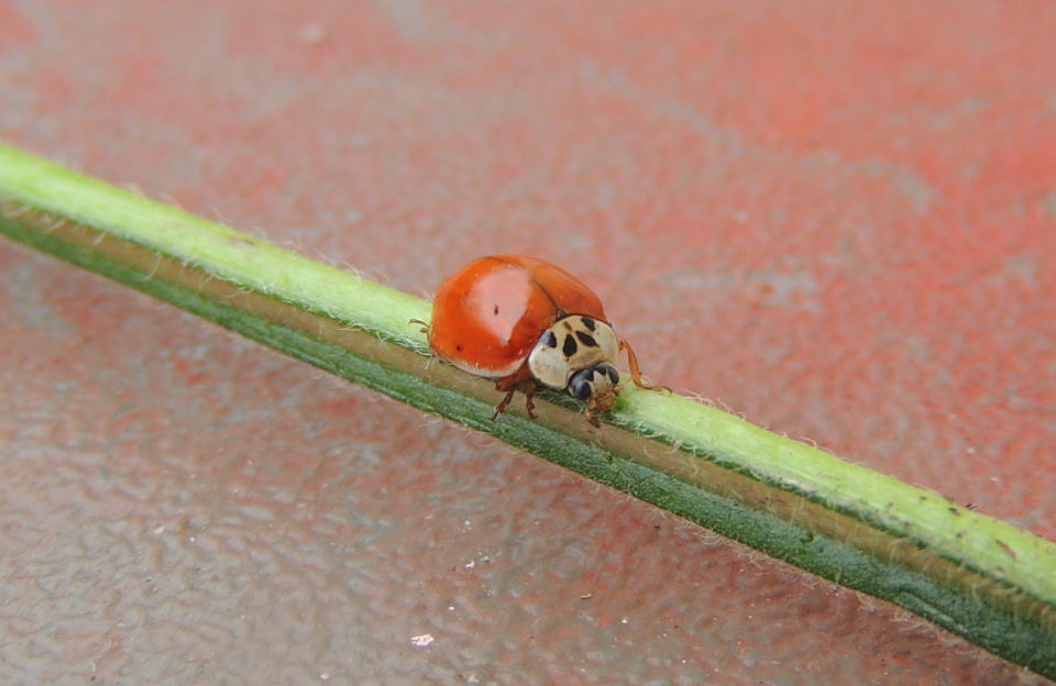 ...Spotless | dbifulco | Blipfoto