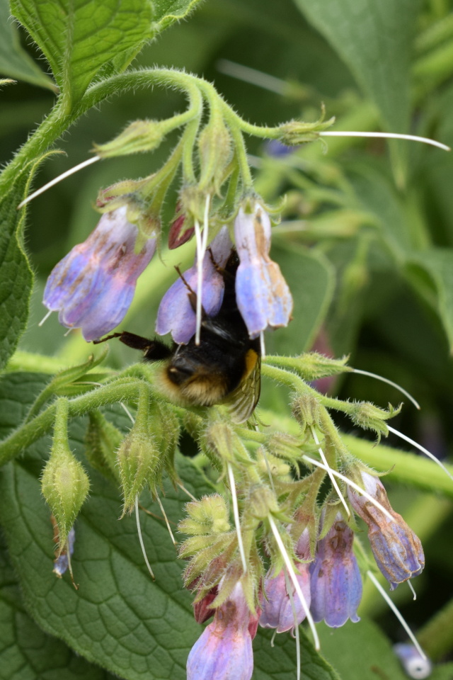 Bee on comfrey | rat | Blipfoto