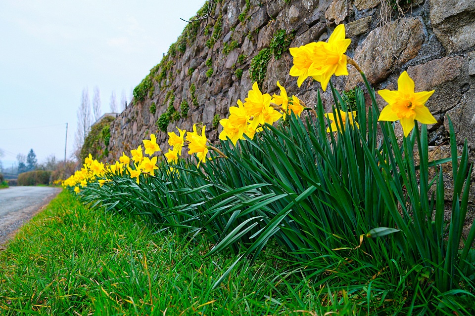 Daff's | BobsBlips | Blipfoto