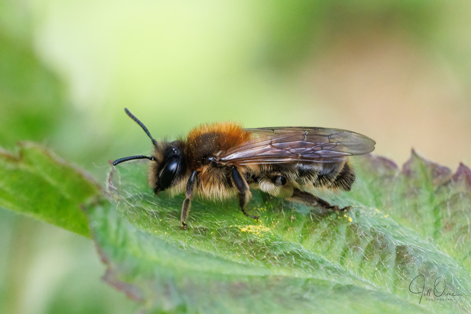 Sallow | JDO | Blipfoto