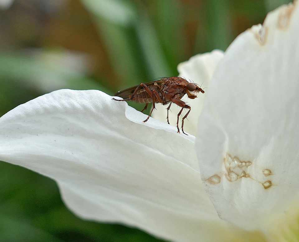 MYSTERY INSECT | CarolineJay | Blipfoto