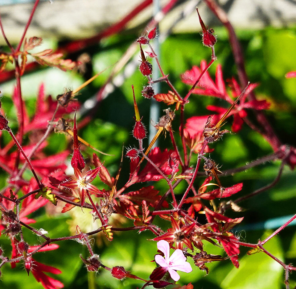 Meet Stinky Bob... | StuartDB | Blipfoto