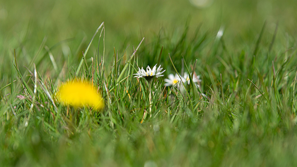 Grass Roots Level | Kaybee | Blipfoto