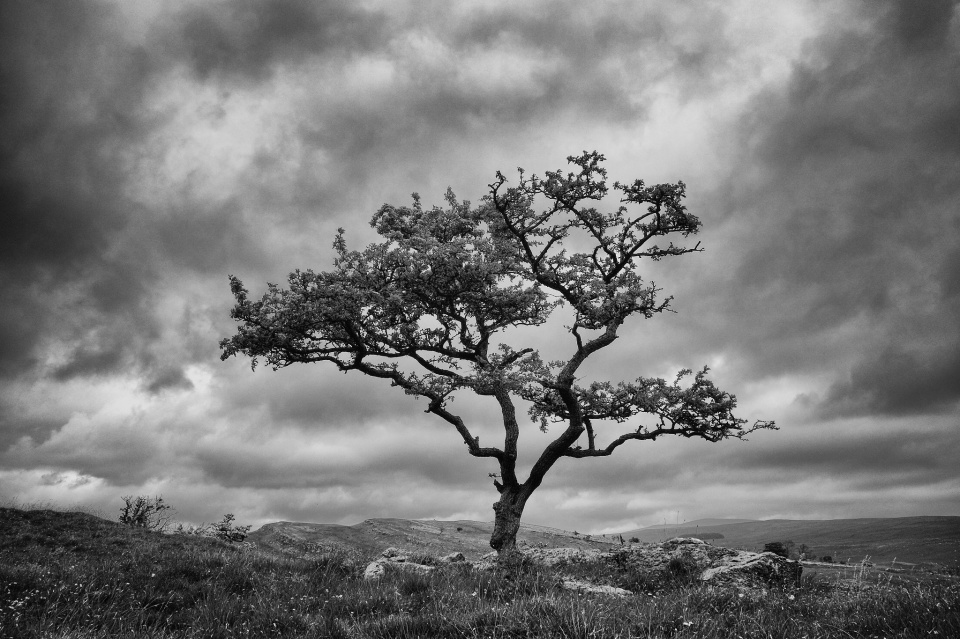 Random Tree | earthdreamer | Blipfoto
