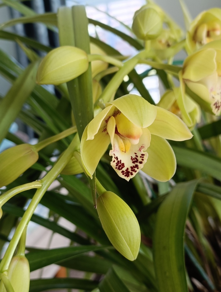 Just opening up | JMK | Blipfoto