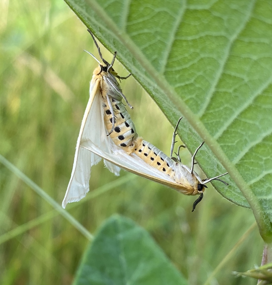Dogbane Tiger Moth | Kimb | Blipfoto