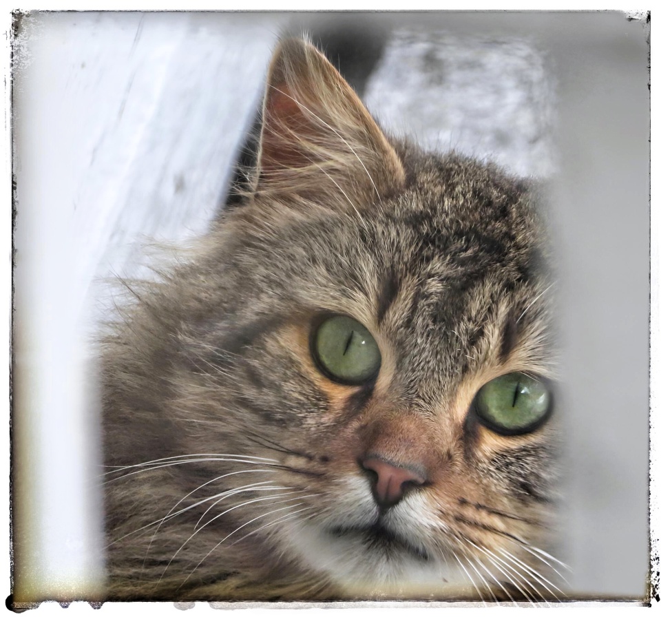 "I smell a rat!" | Memories4Me | Blipfoto