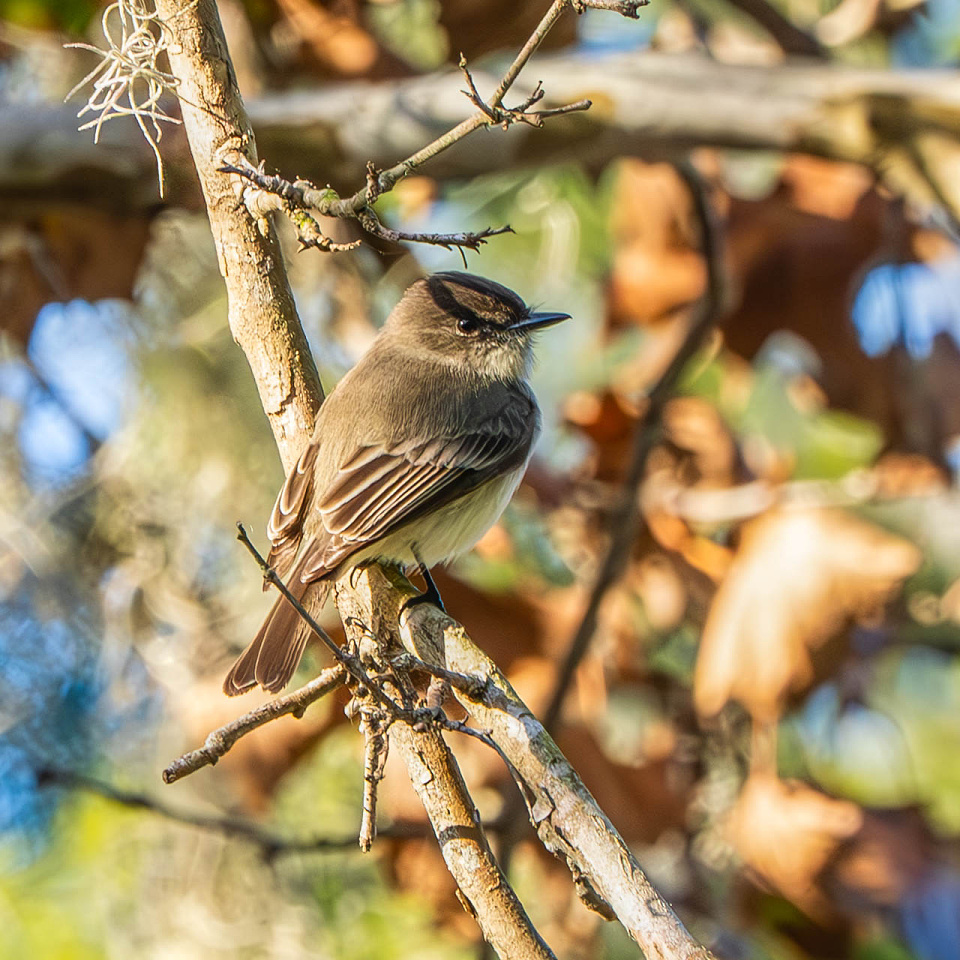 FEE Bee | maura143 | Blipfoto