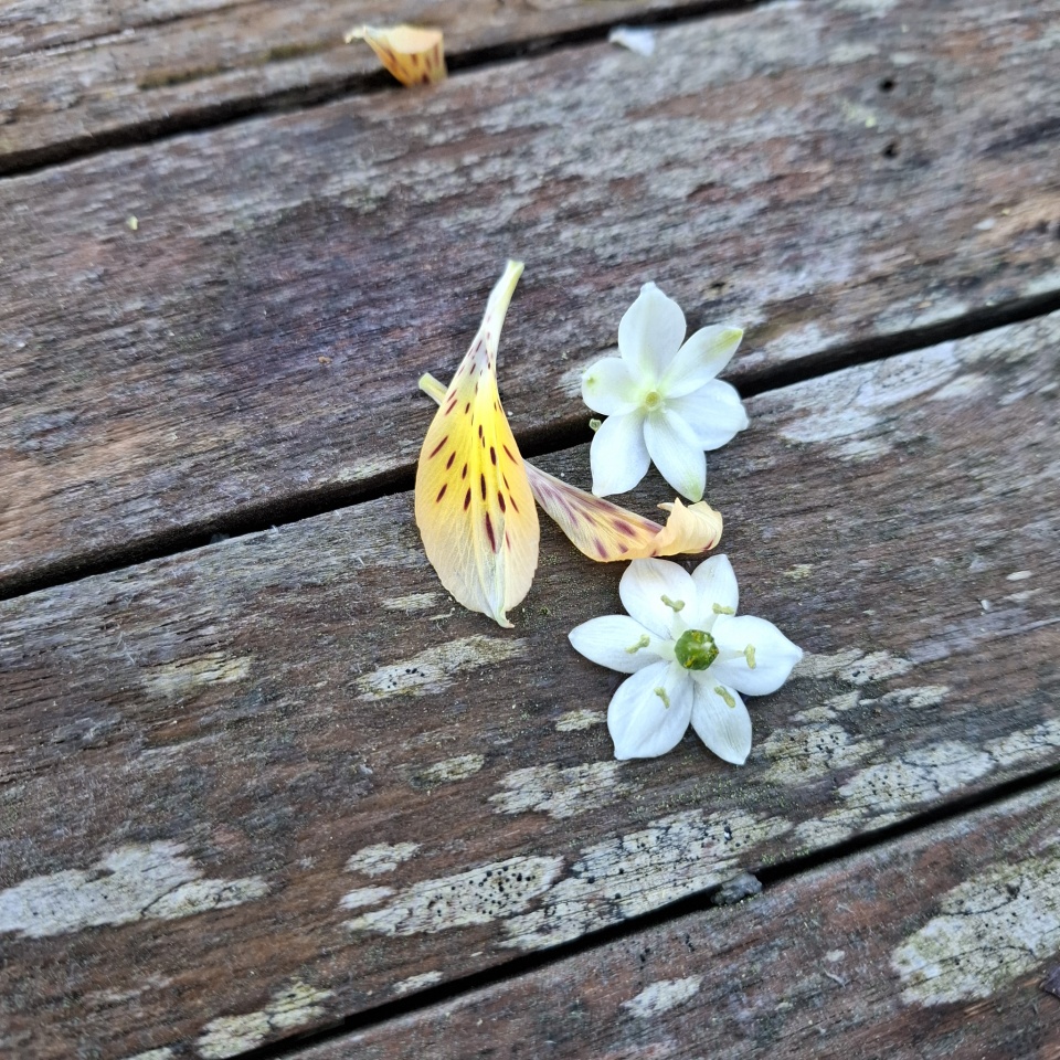 Alstro and Chin | TKM | Blipfoto