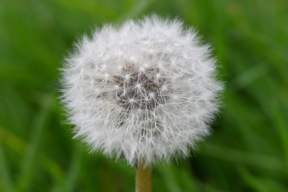 The Dandelion heads are... | IAE | Blipfoto