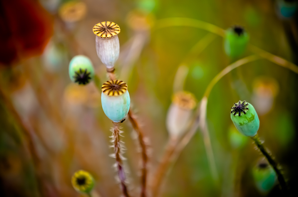 TINY POPPY SEEDHEADS | admirer | Blipfoto