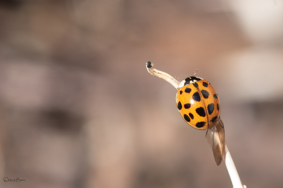 Lady | dbifulco | Blipfoto