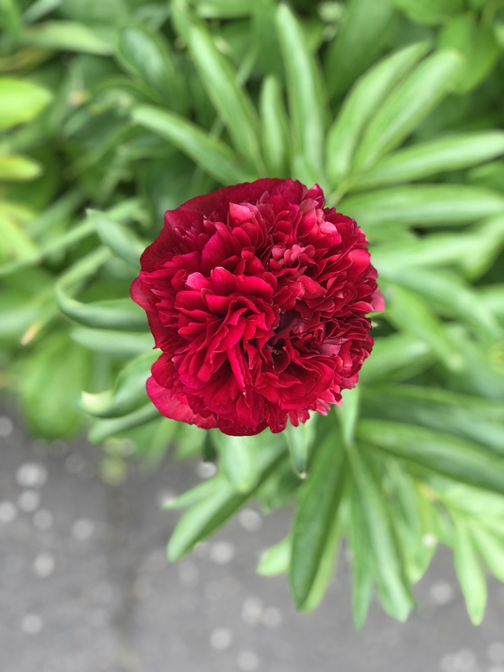 Peony | JockMcGrumpy | Blipfoto