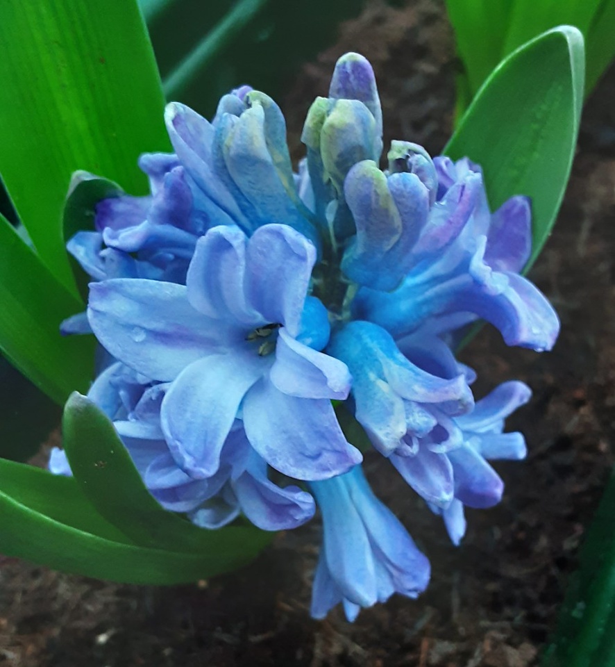 Home grown delft blue hyacinth | Grace55 | Blipfoto