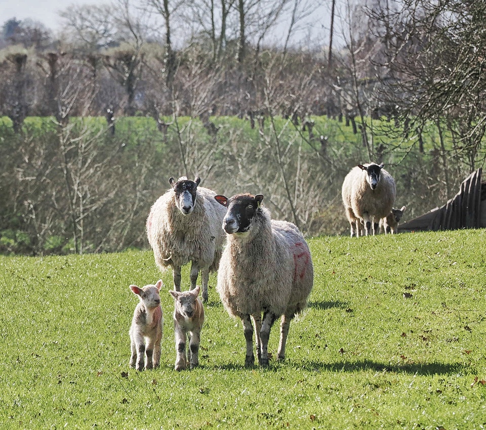 Lambs | Technophobe | Blipfoto