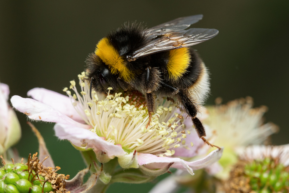 Bumblebee | madwill | Blipfoto