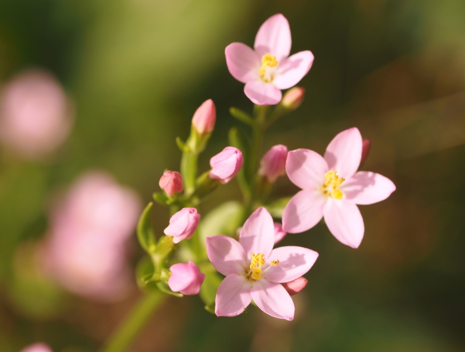 Wild flowers | pkln | Blipfoto
