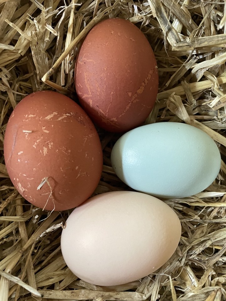 Real Easter Eggs | zac2202 | Blipfoto