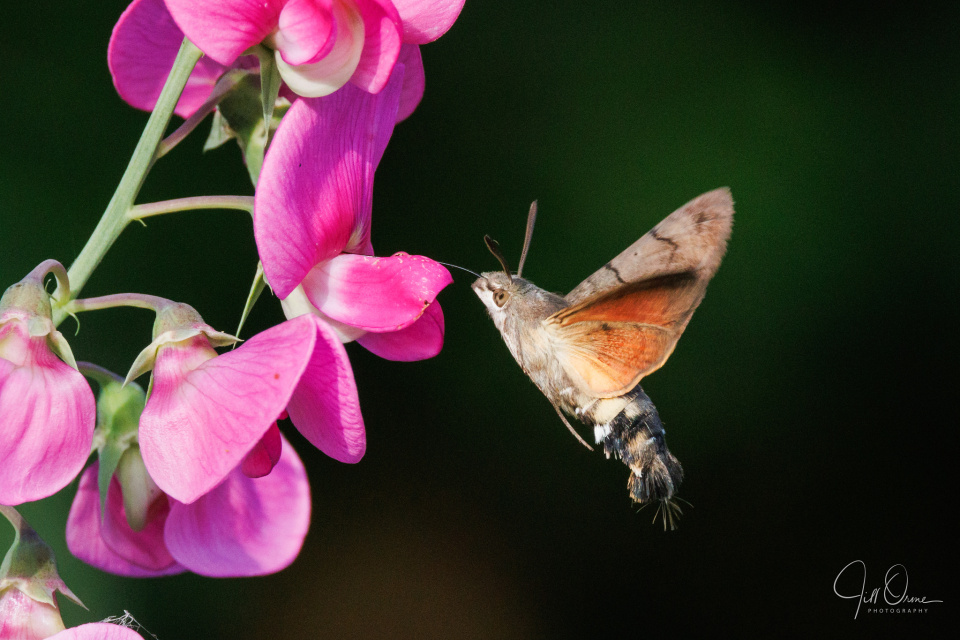 Humming | JDO | Blipfoto