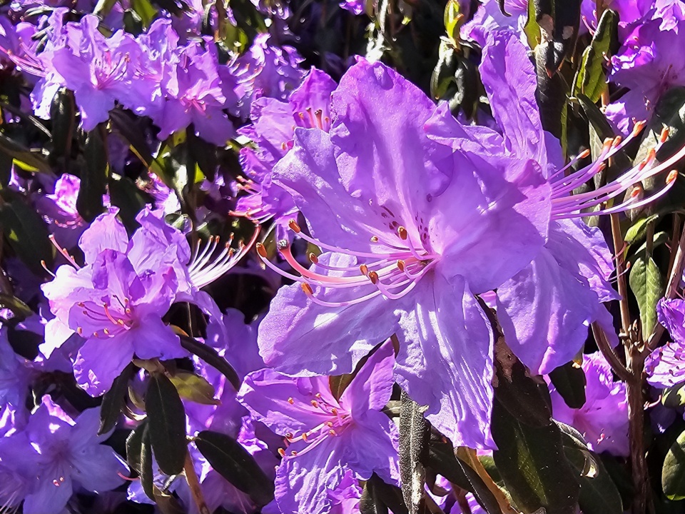 Pink Azalea | RonaldBerry | Blipfoto