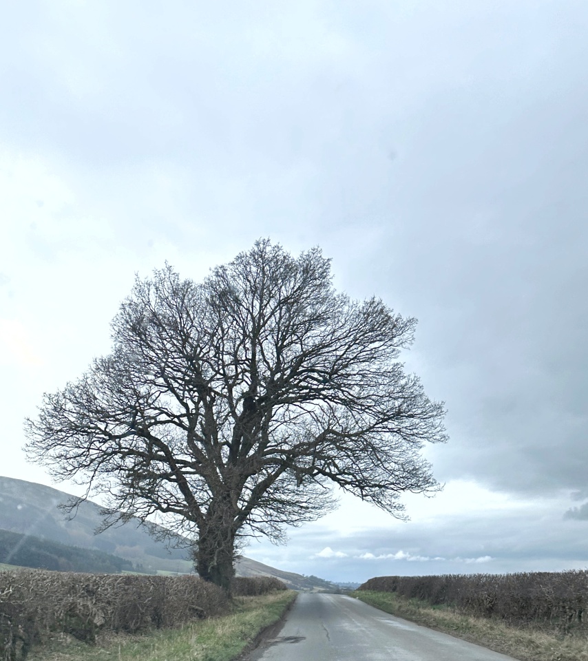 Tree-mendous! | Damnonii | Blipfoto