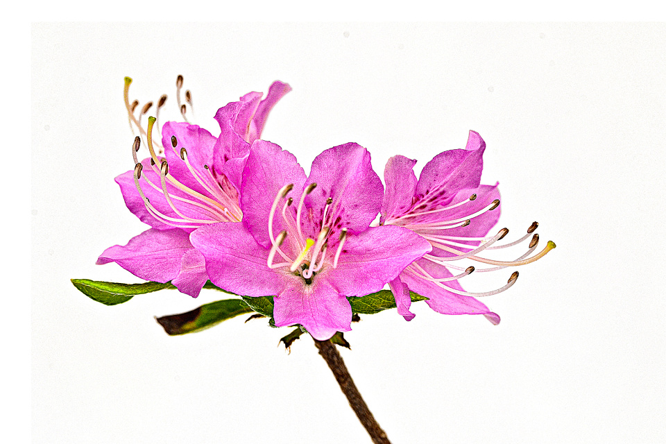 Miniature Azalea | Leonine | Blipfoto