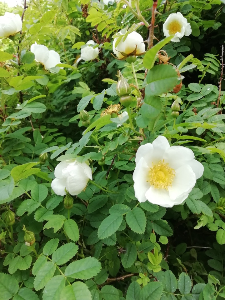 the very thorny rose | Bodkin | Blipfoto