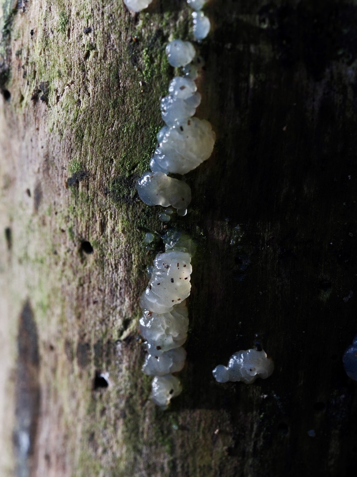 In the woods | Technophobe | Blipfoto