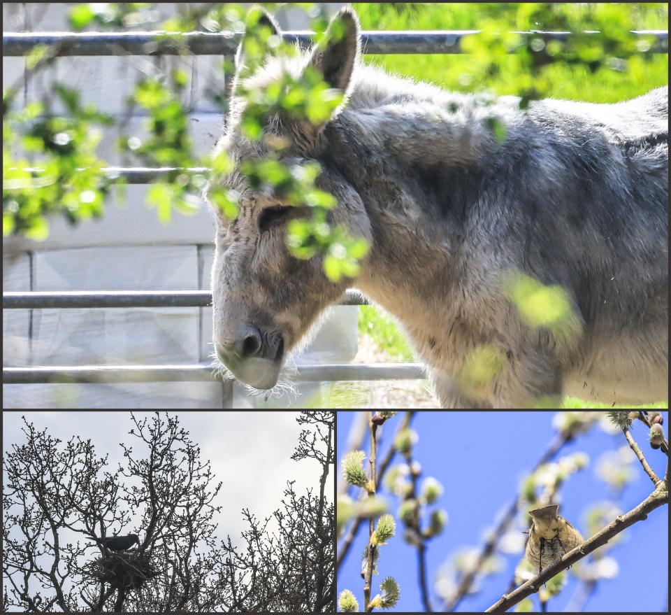 Palm Sunday Donkey, Chiffchaff Chuff, Crow's Nest | MsQuizzical | Blipfoto