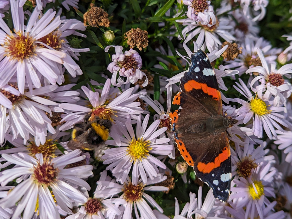 The Michaelmas Daisies... | 60plus10 | Blipfoto