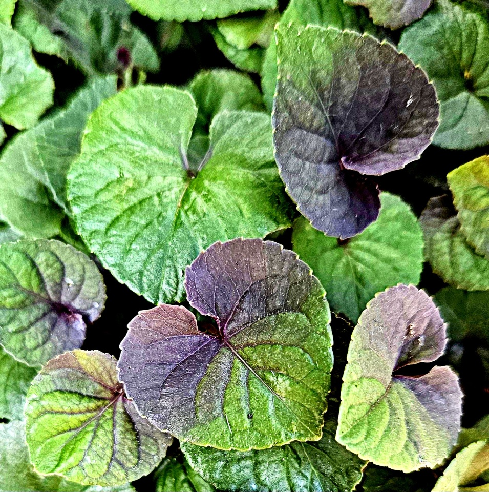 LEAVES | dollydoug | Blipfoto