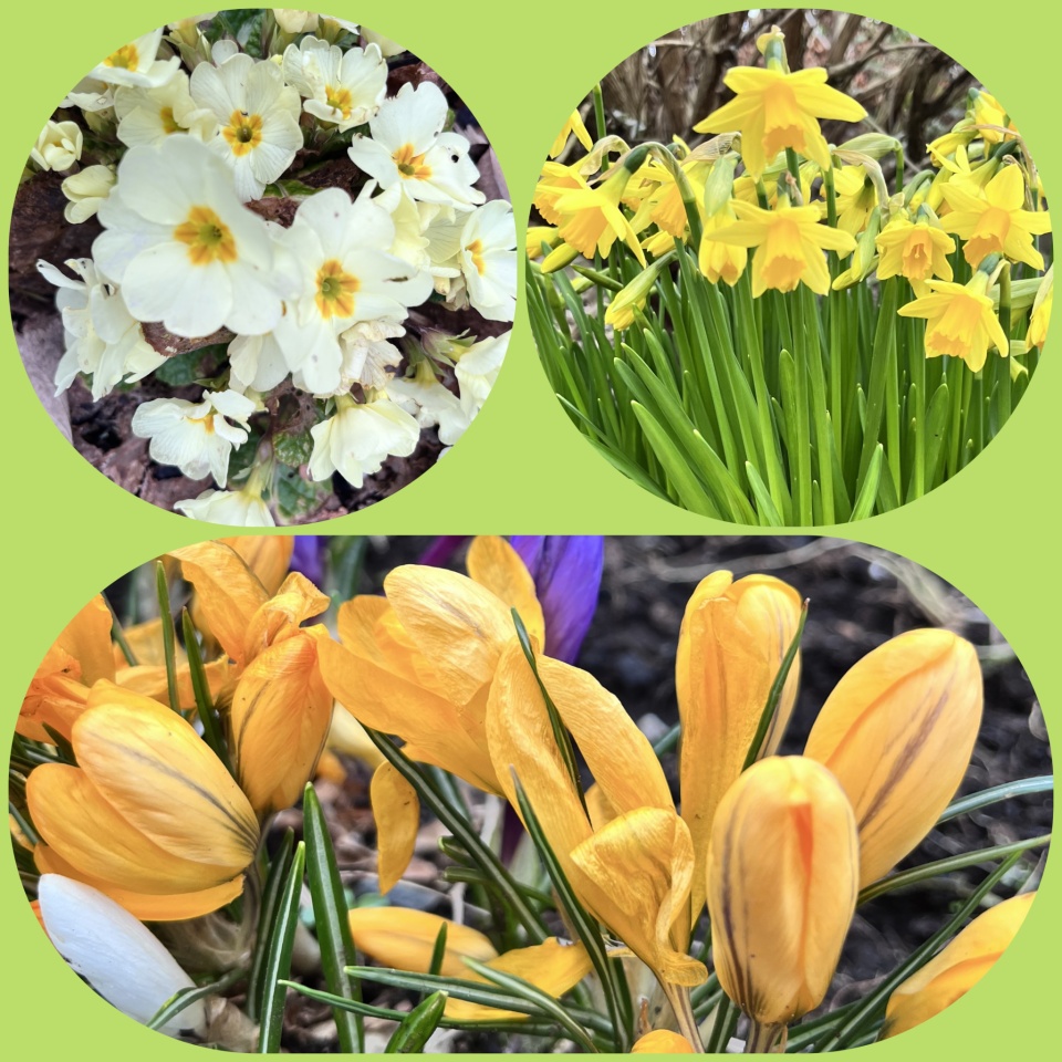 Spring flowers | CherryR | Blipfoto