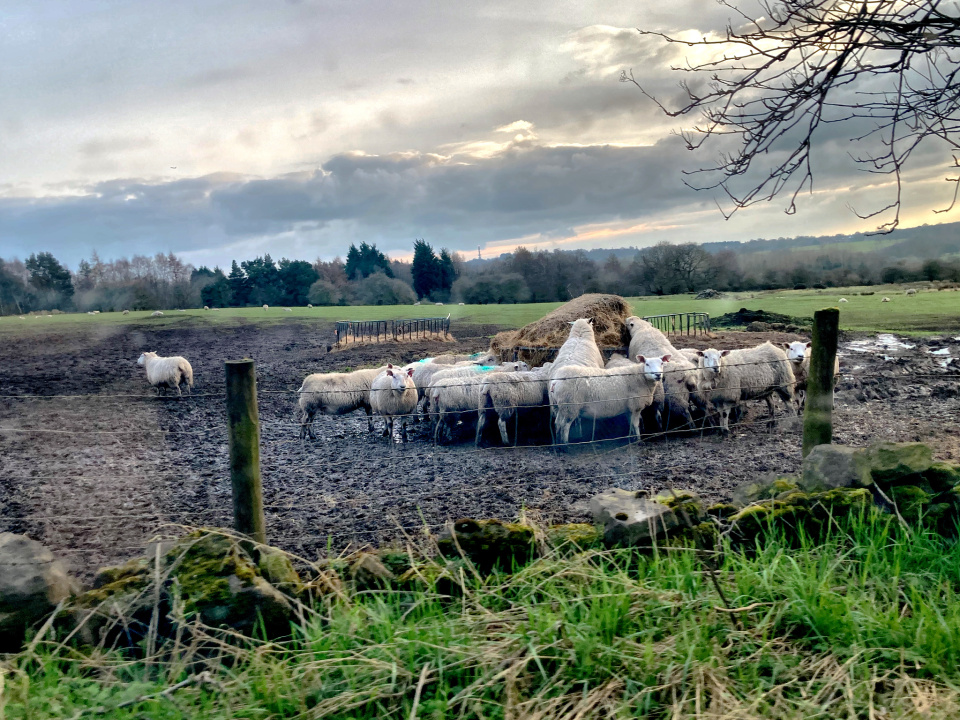 Feeling Sheepish | mambo | Blipfoto