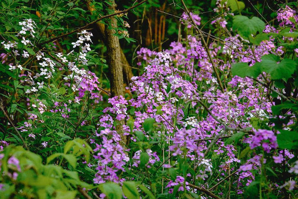 Pink Pockets | MikeWest | Blipfoto