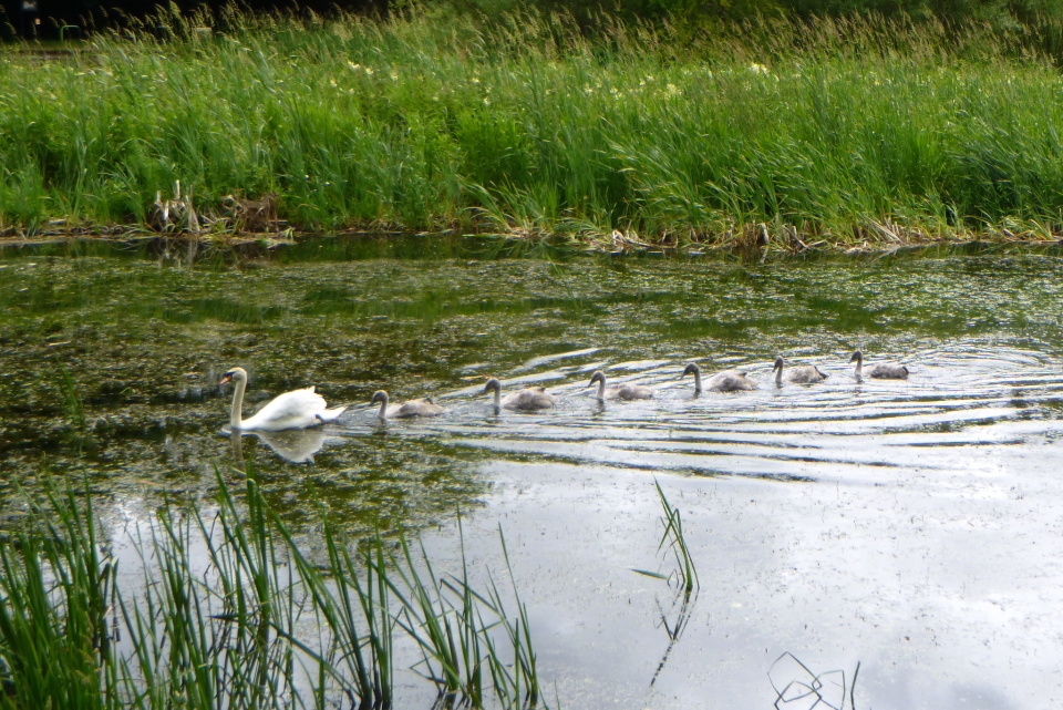 Seven swans a-swimming | rat | Blipfoto