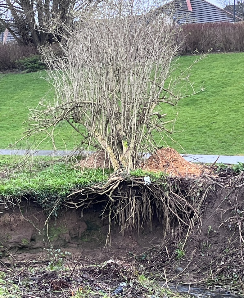 Poor tree | Pinkhairedlady | Blipfoto