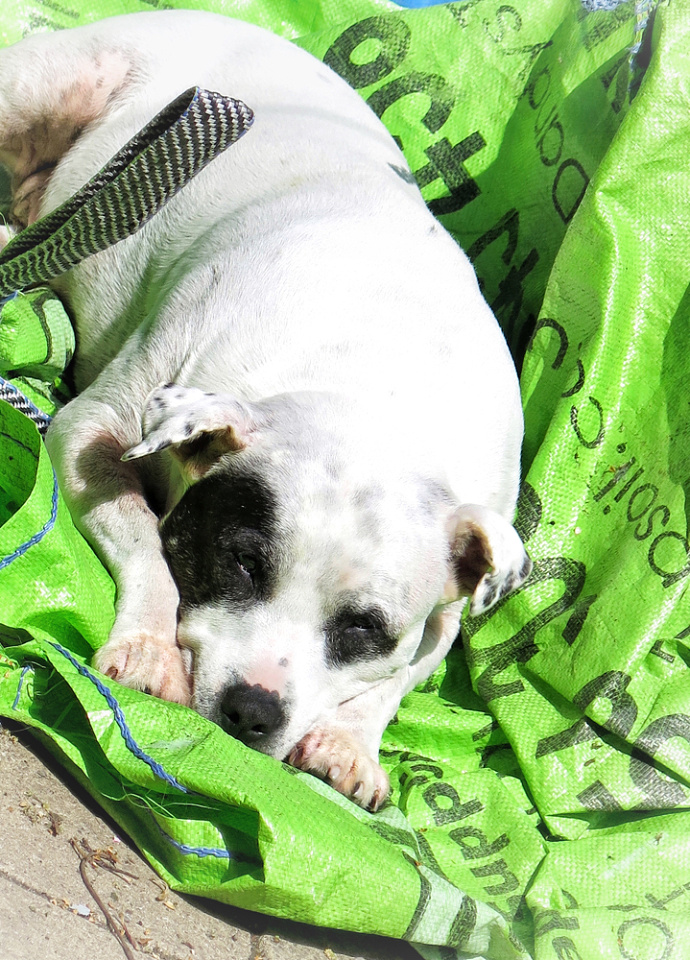 the supervisor | inkface | Blipfoto