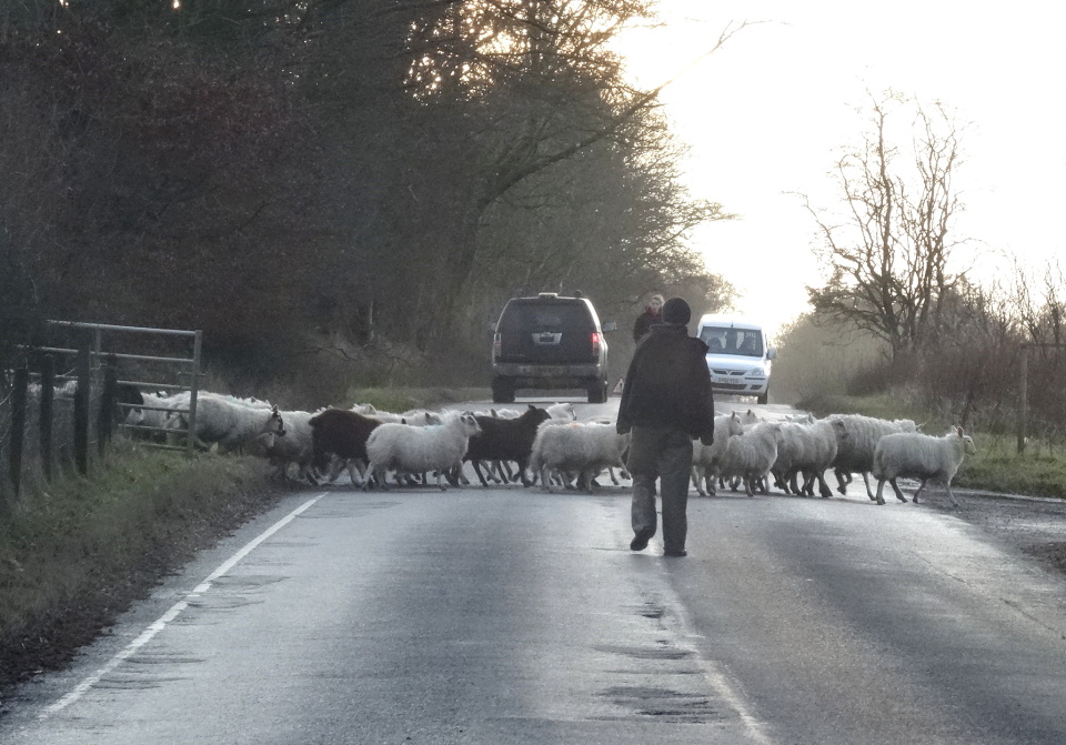 Sheep crossing | sheilwill | Blipfoto