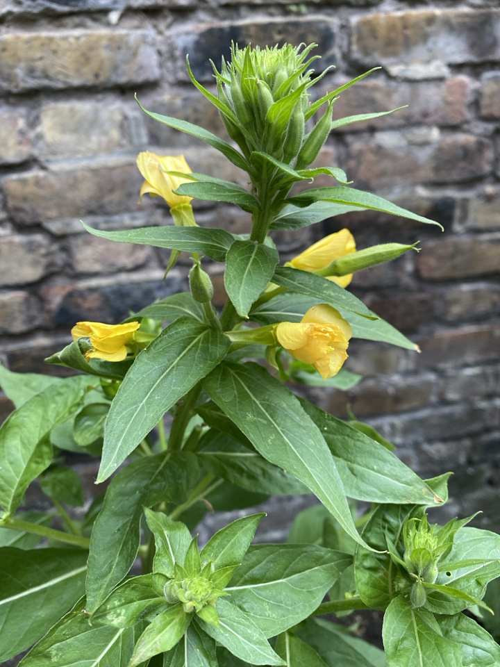 Evening Primrose | Danksound | Blipfoto