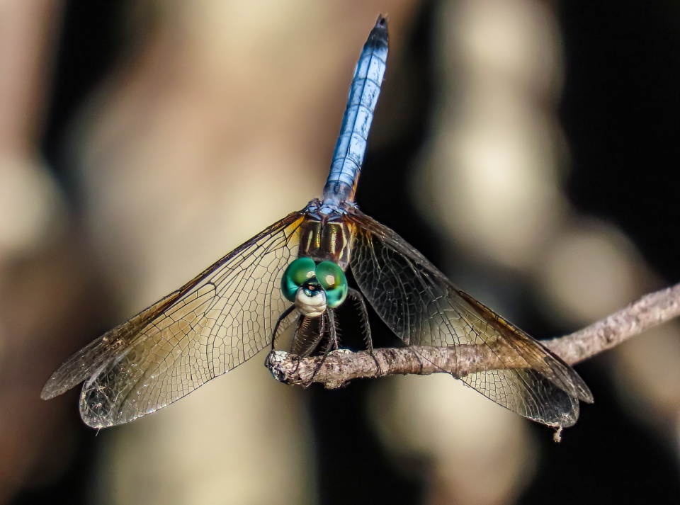 Dragon Fly smile | KevinV | Blipfoto