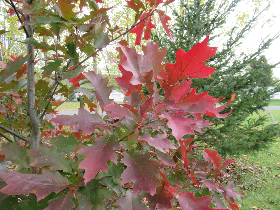 Young Red Oak | misswinterfinch | Blipfoto