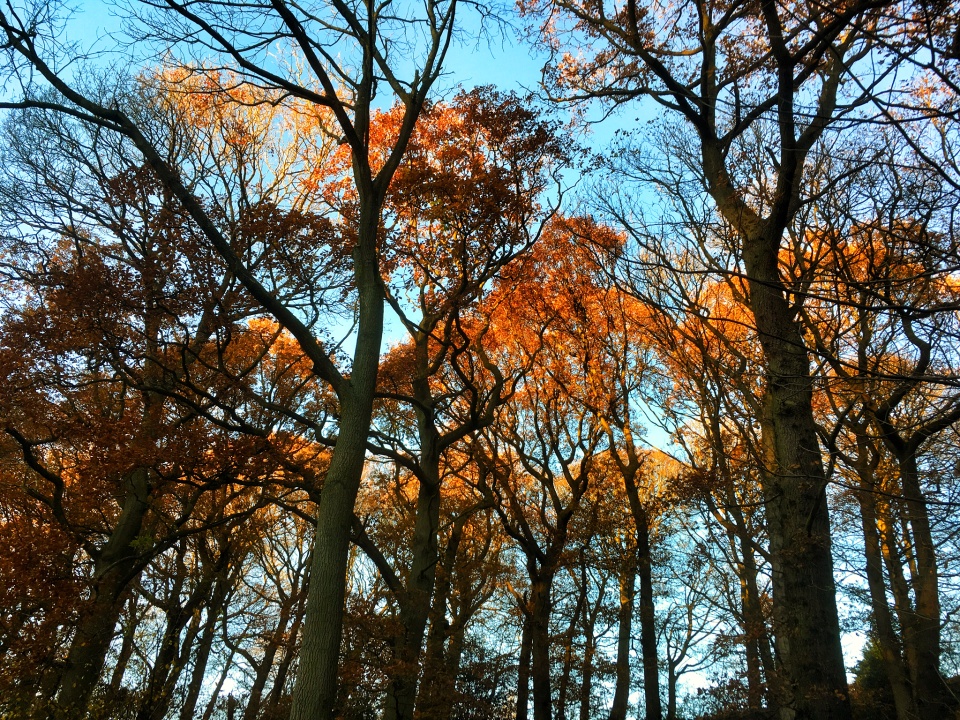Northcliffe Woods | yearofhappy | Blipfoto