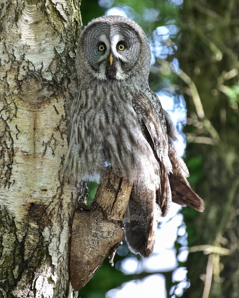Great Grey Owl at Hawk Conservancy, Andover | DrHfuhruhurr | Blipfoto